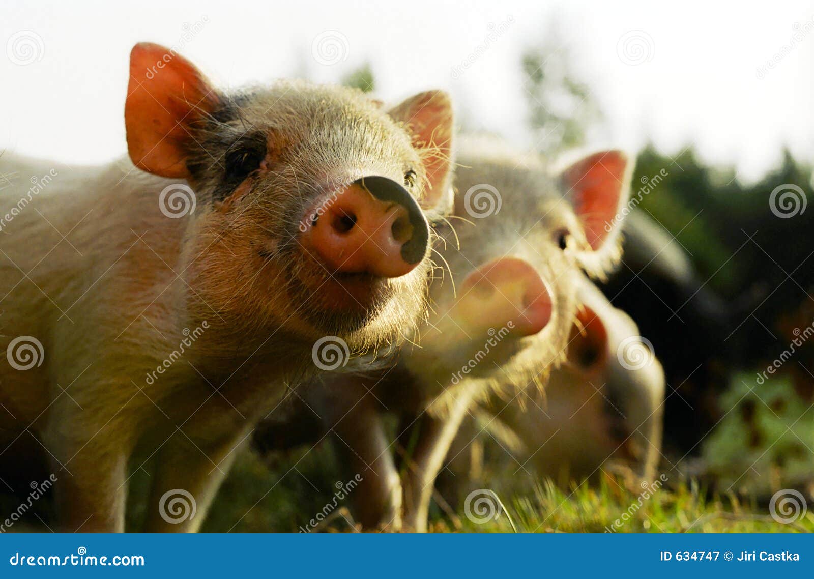 Piccoli maiali immagine stock. Immagine di maiali, erba - 634747