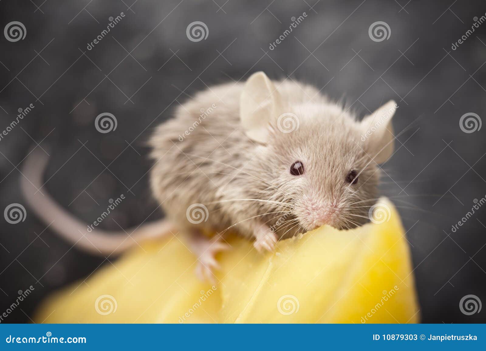 Piccoli mouse e formaggio immagine stock. Immagine di roditore - 10879303