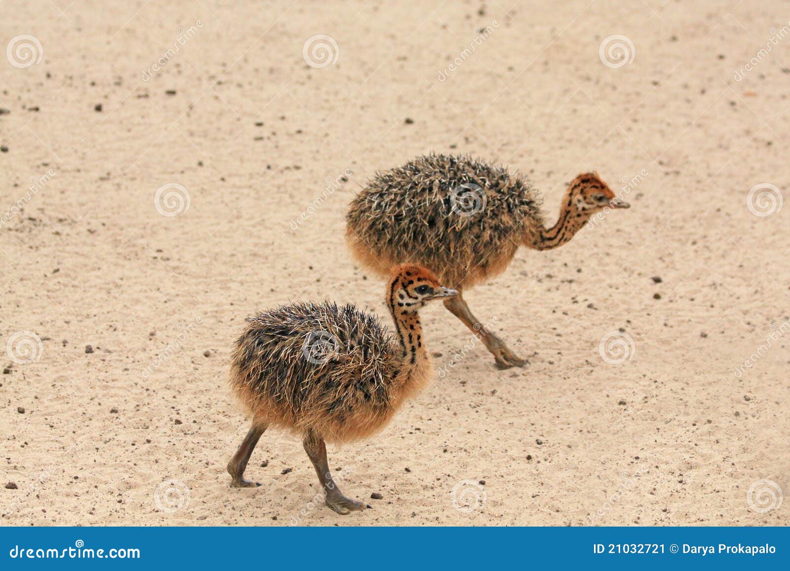 Piccoli struzzi immagine stock. Immagine di africano - 21032721