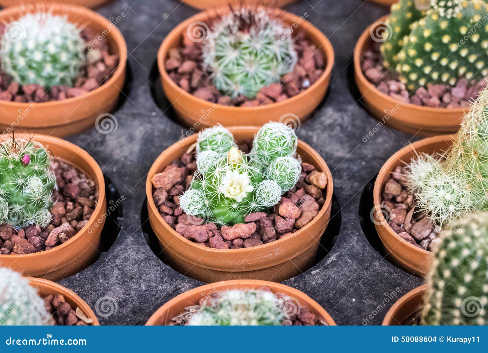 Piccoli Tipi Differenti Di Piante Del Cactus Fotografia Stock ...