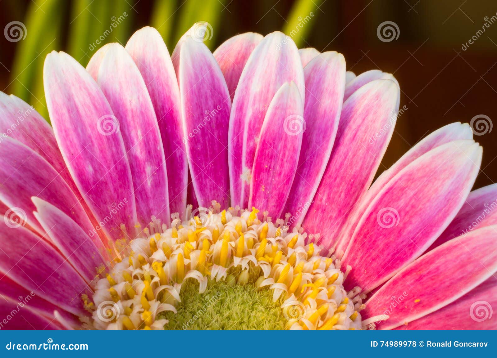 Piccolini Gerbera Royalty-Free Stock Image | CartoonDealer.com #74989978