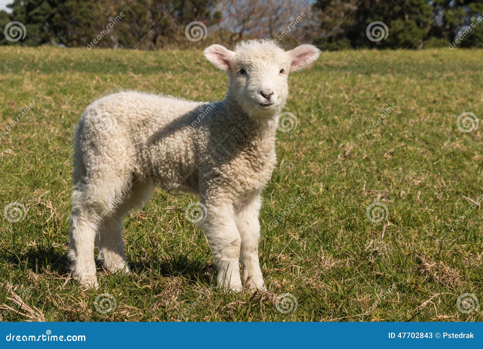 Piccolo agnello fissare immagine stock. Immagine di animale - 47702843