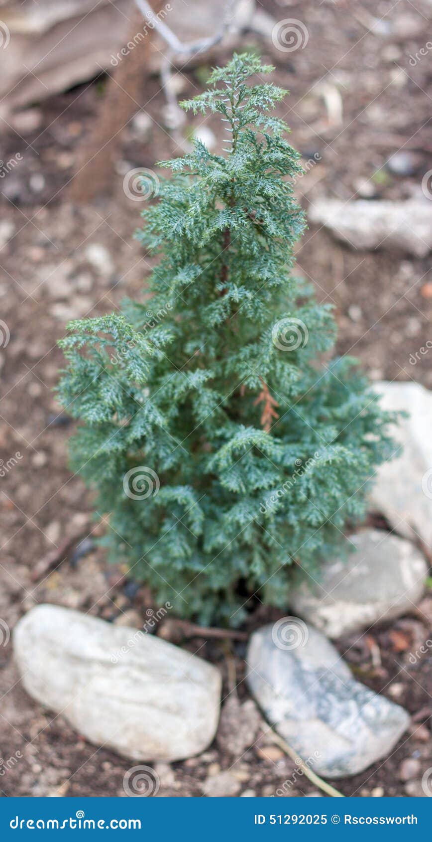 Piccolo albero di cipresso immagine stock. Immagine di sempreverde ...