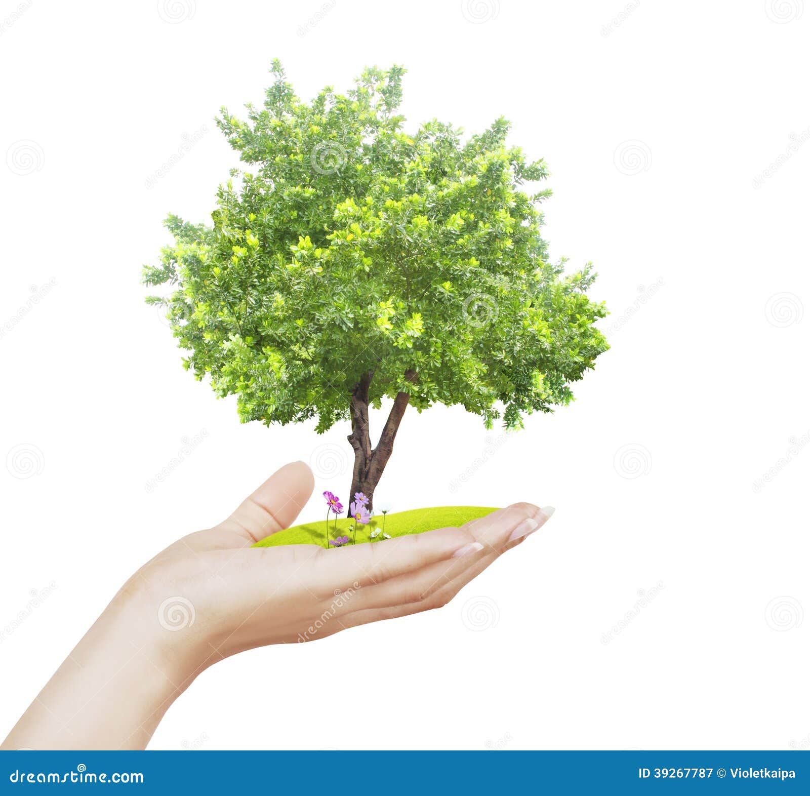 Piccolo Albero, Pianta a Disposizione Immagine Stock - Immagine di ...