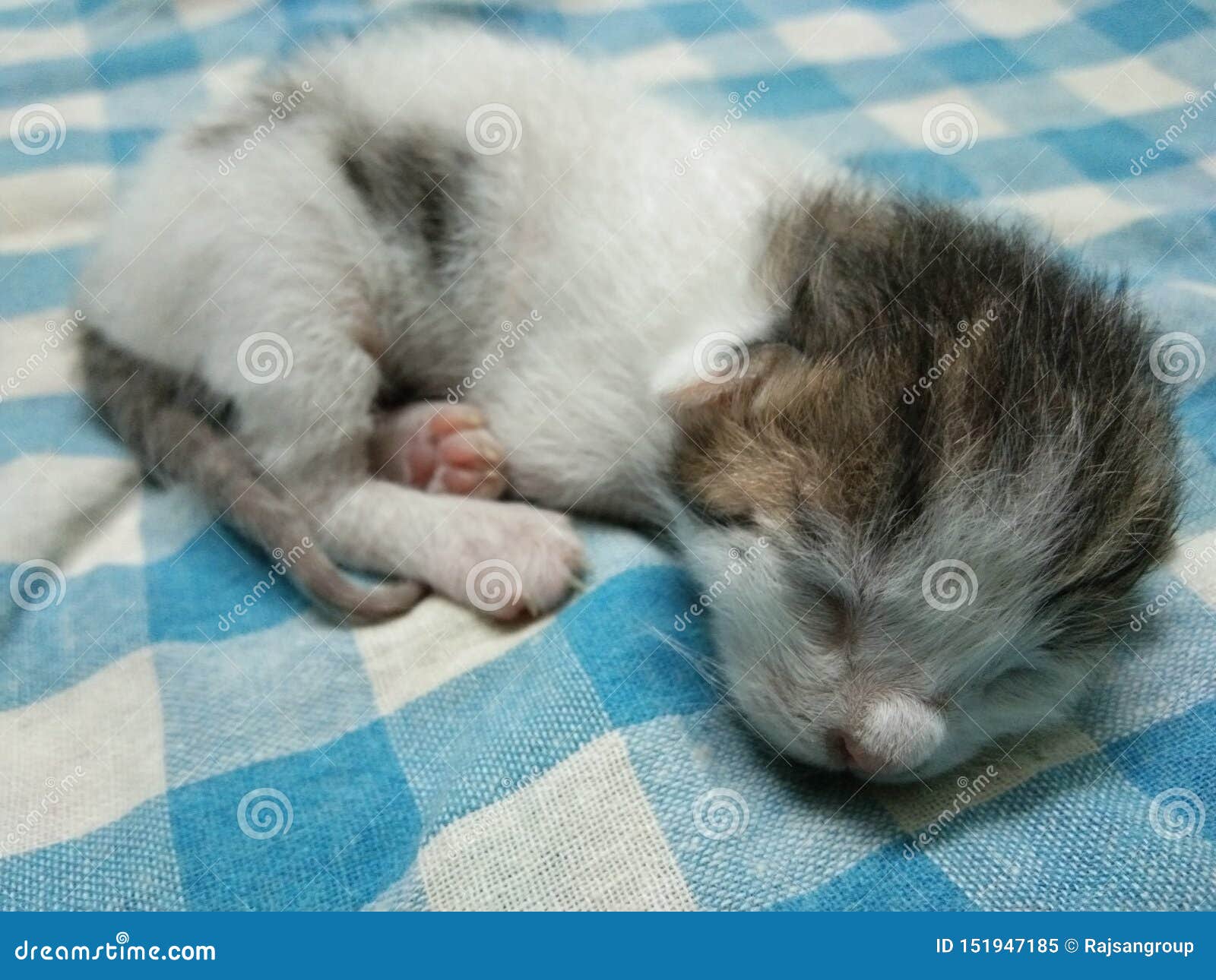 Piccolo Bambino Cat Sleeping Picture Immagine Stock - Immagine di ...