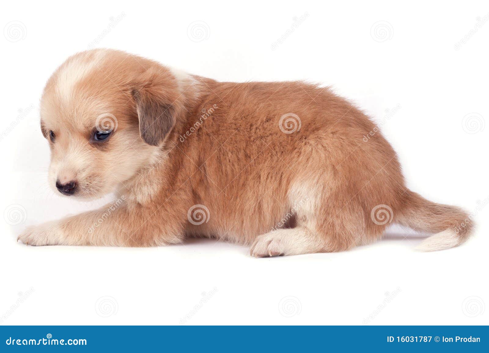 Piccolo cane immagine stock. Immagine di bello, bambini - 16031787