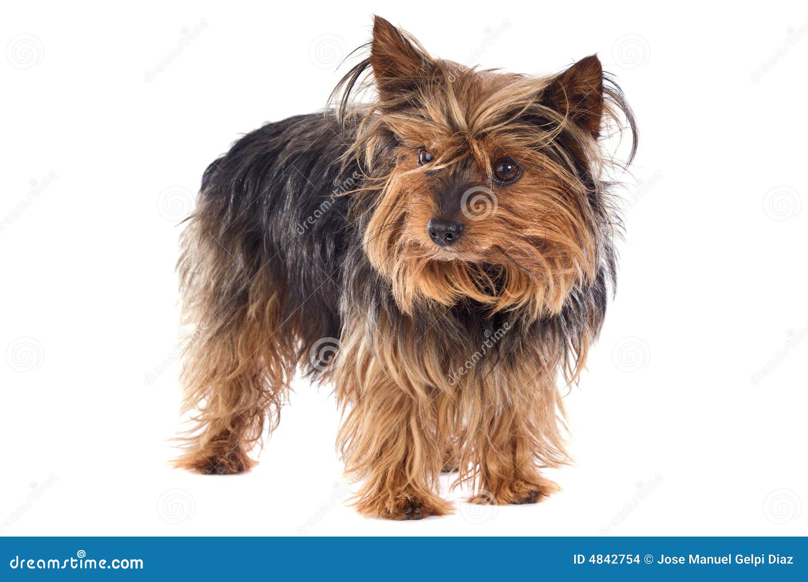 Piccolo cane fotografia stock. Immagine di razza, taglio - 4842754