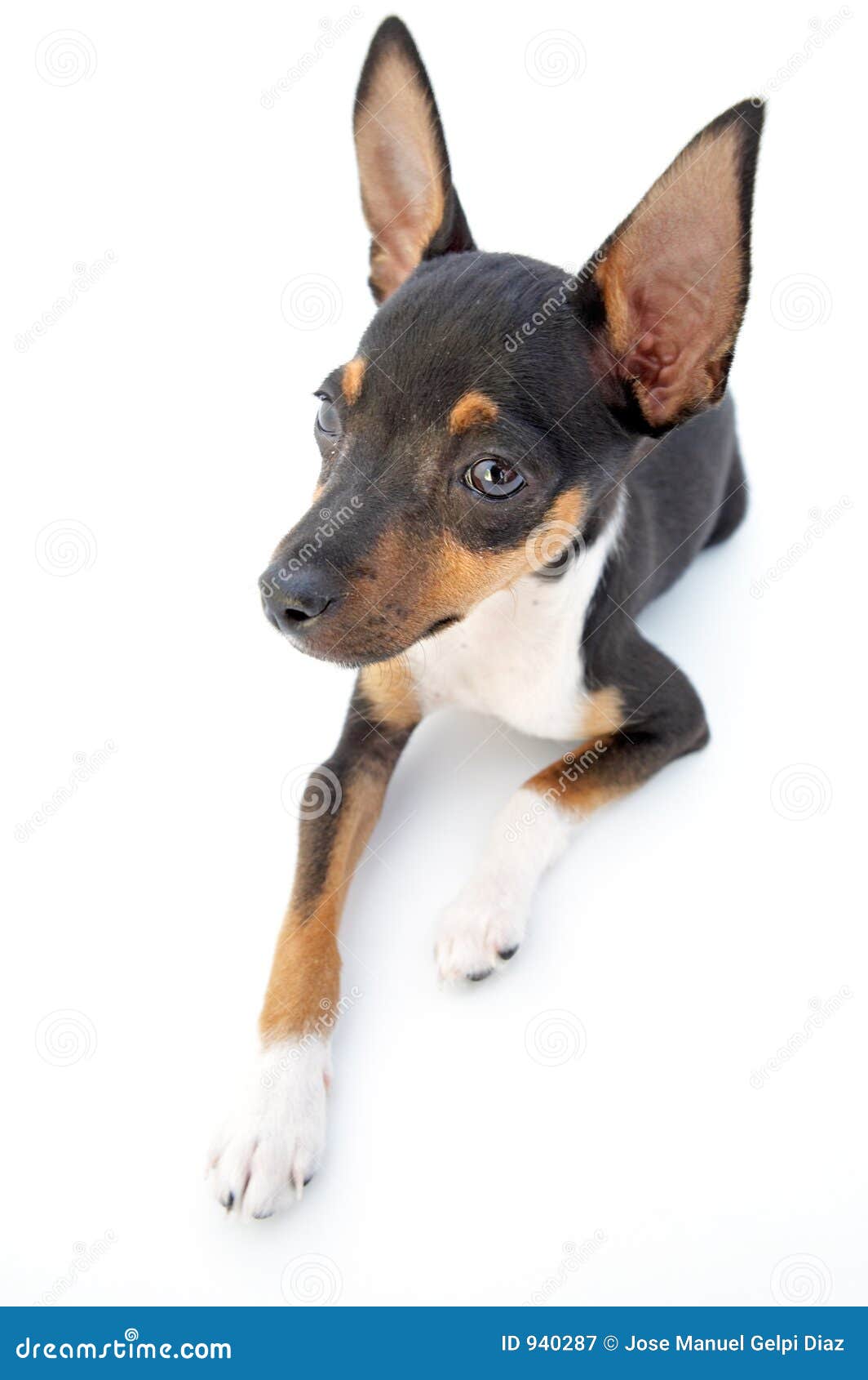 Piccolo cane immagine stock. Immagine di cacca, nazionale - 940287