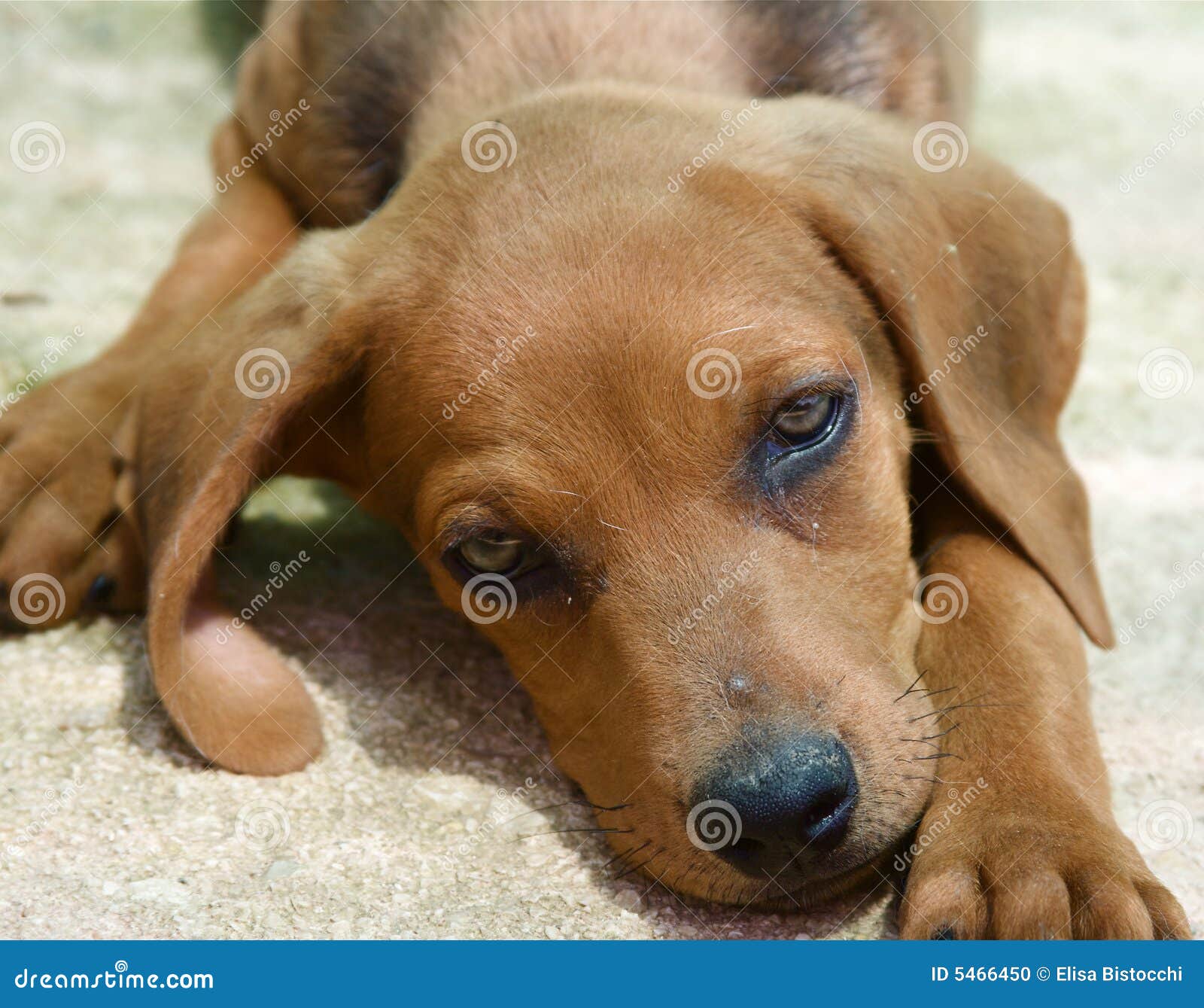 Piccolo cane adorabile fotografia stock. Immagine di animali - 5466450