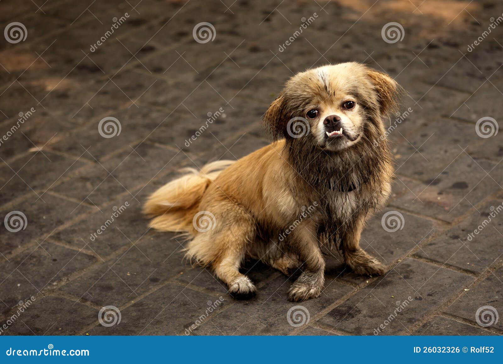 Piccolo cane cinese triste fotografia stock. Immagine di cina - 26032326