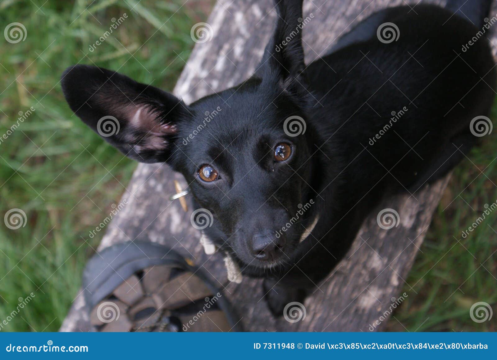 Piccolo cane nero fotografia stock. Immagine di cane, giovane - 7311948