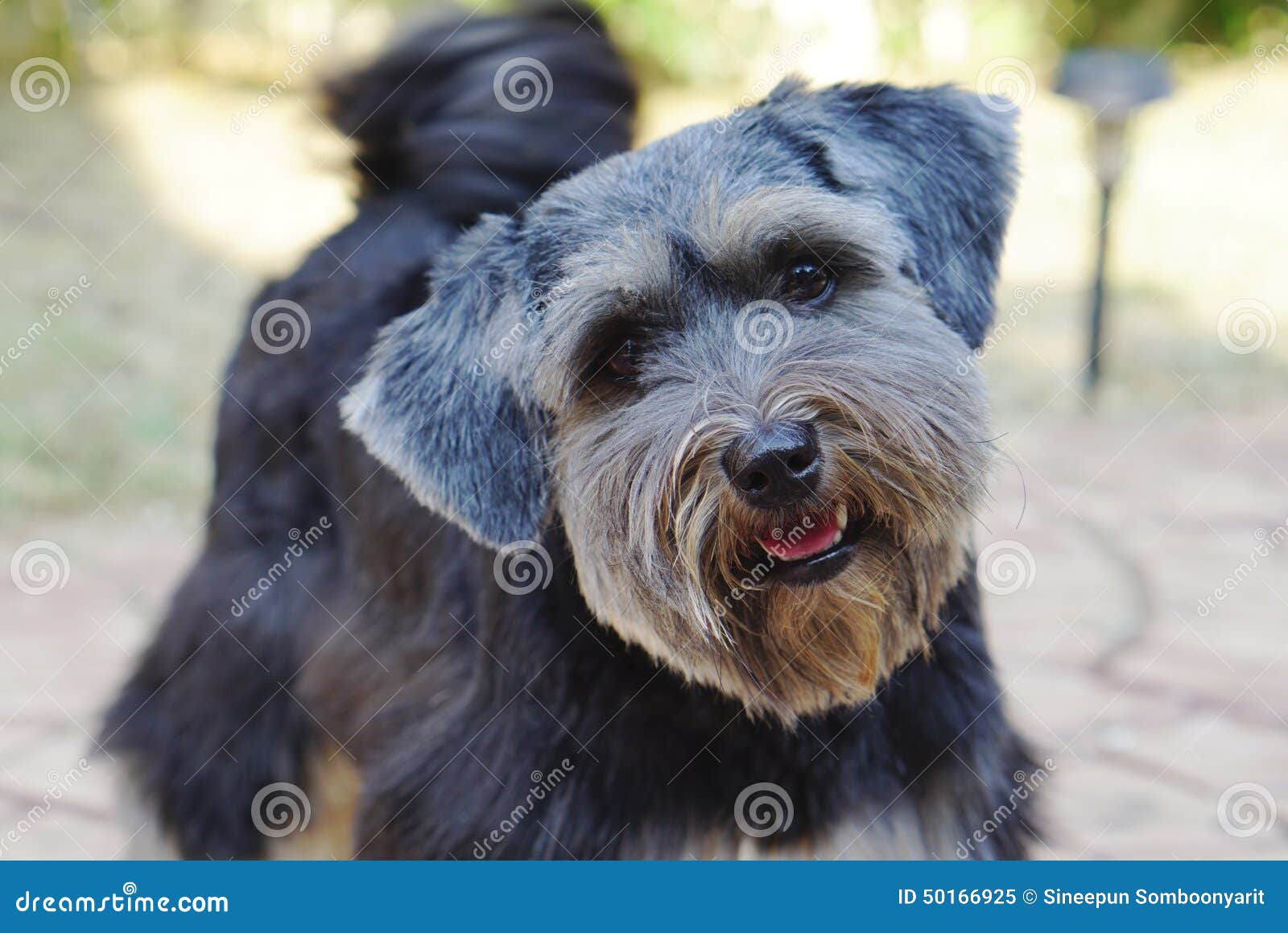 Piccolo Cane Nero Con Il Fronte Sospetto Immagine Stock - Immagine di ...