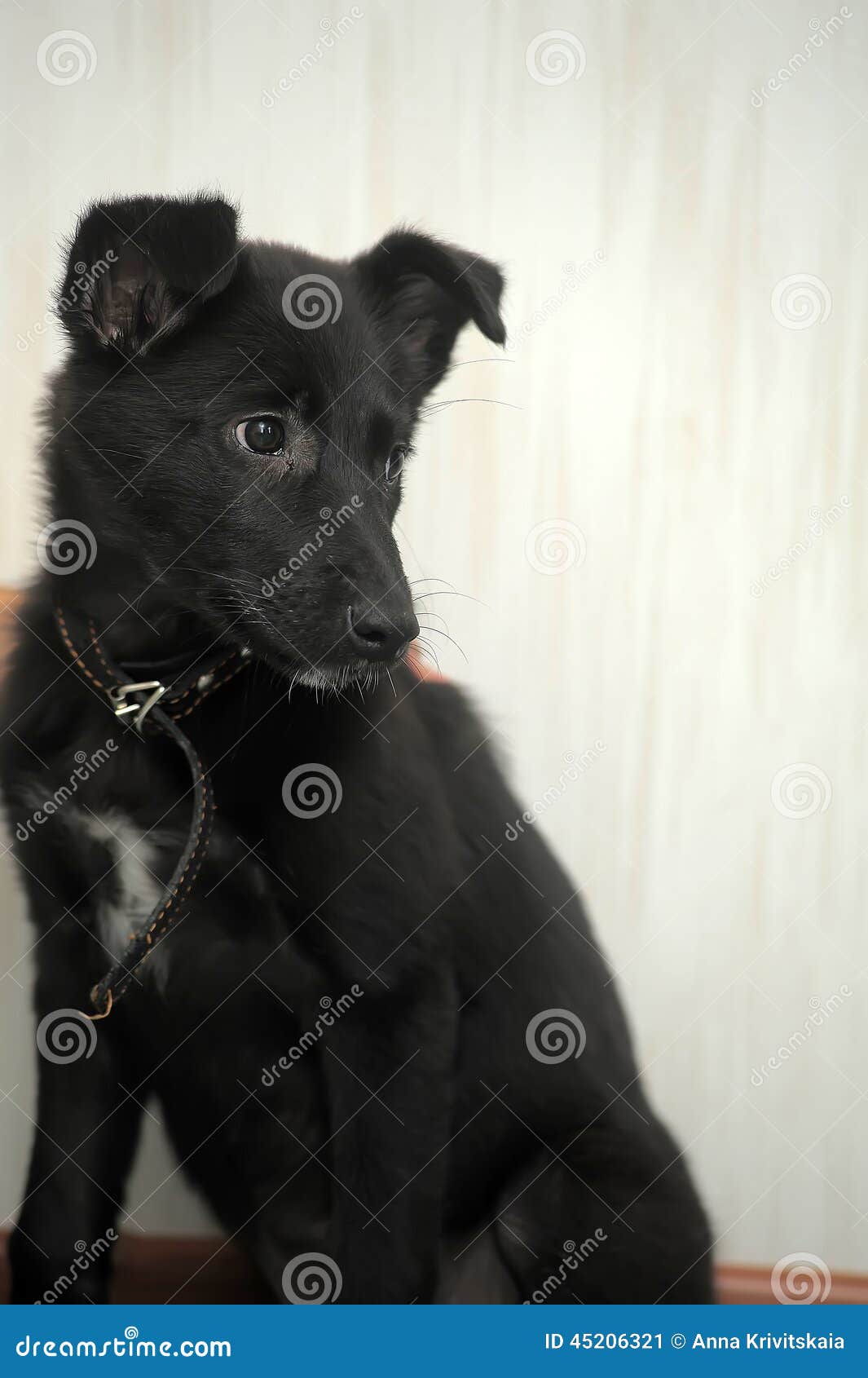 Piccolo Cane Nero Del Cucciolo Immagine Stock - Immagine di bodyguard ...