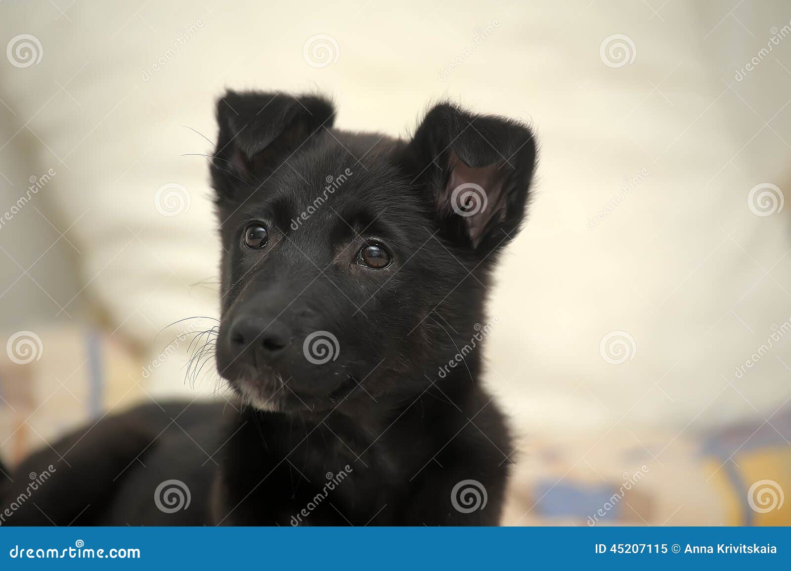 Piccolo Cane Nero Del Cucciolo Immagine Stock - Immagine di ritaglio ...