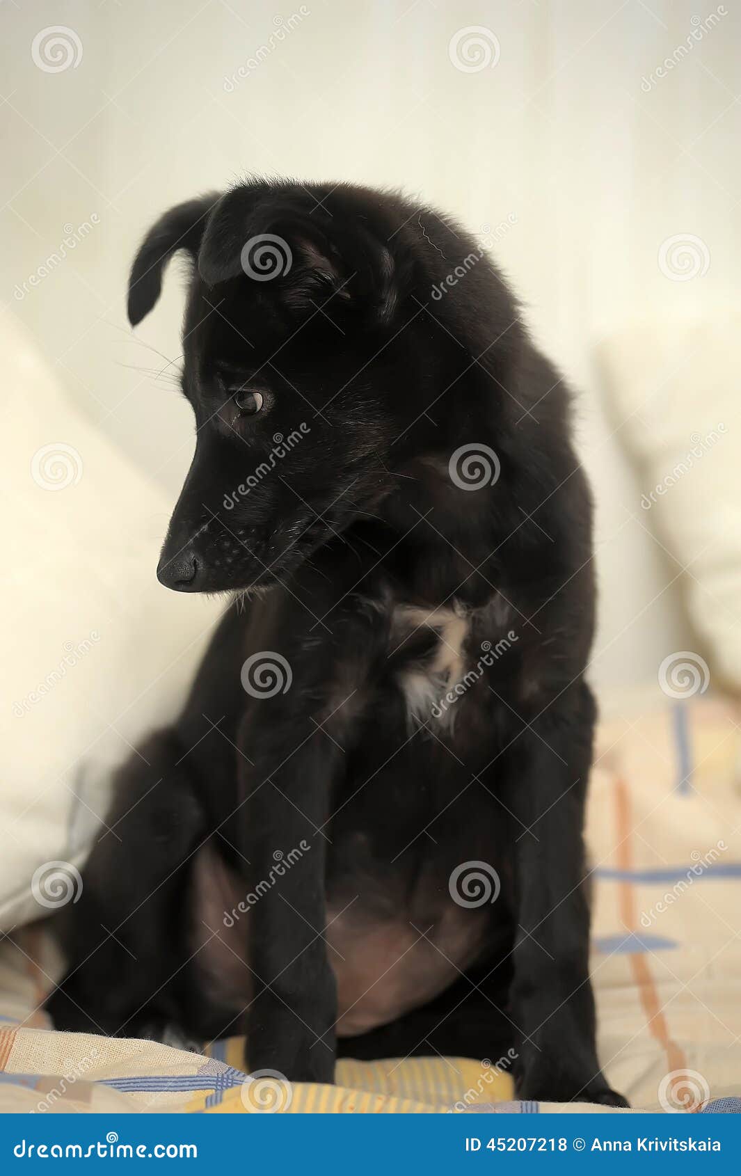 Piccolo Cane Nero Del Cucciolo Fotografia Stock - Immagine di fronte ...