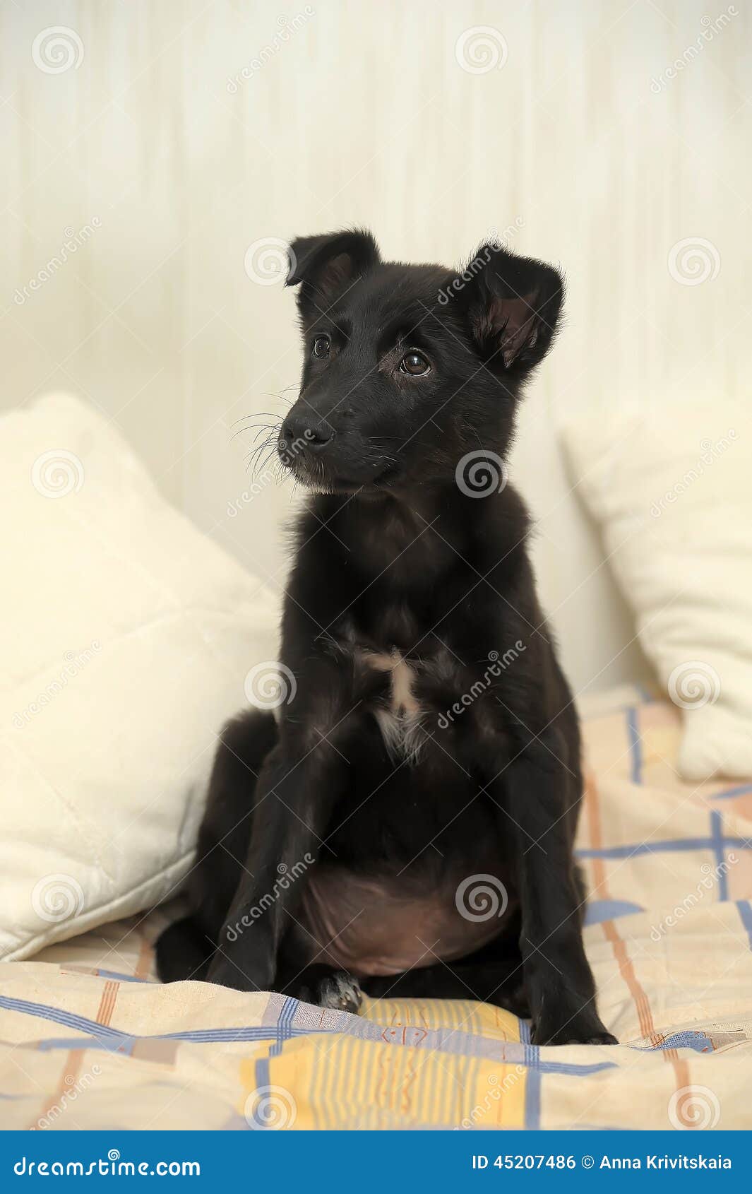 Piccolo Cane Nero Del Cucciolo Fotografia Stock - Immagine di segugio ...
