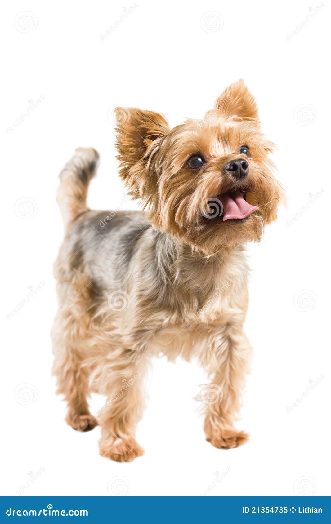 Piccolo cane sveglio. immagine stock. Immagine di puro - 21354735