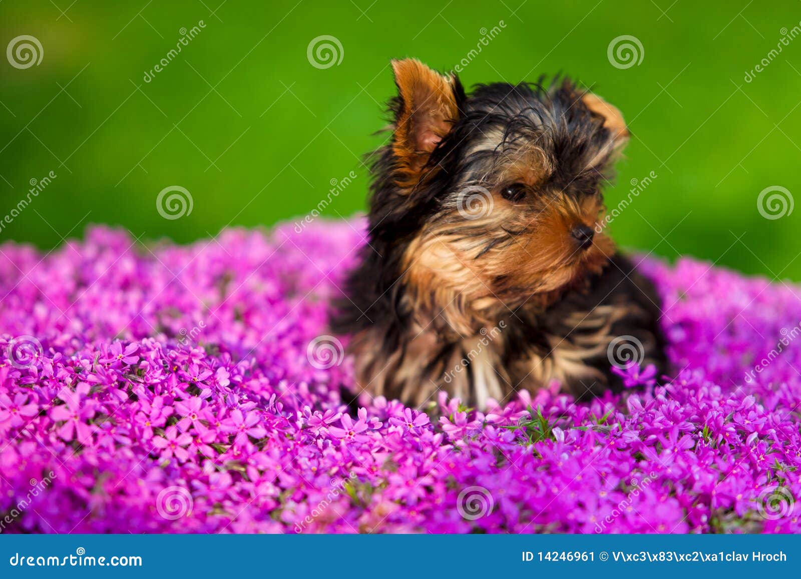 Piccolo Cane - Terrier Di Yorkshire Immagine Stock - Immagine di rosso ...