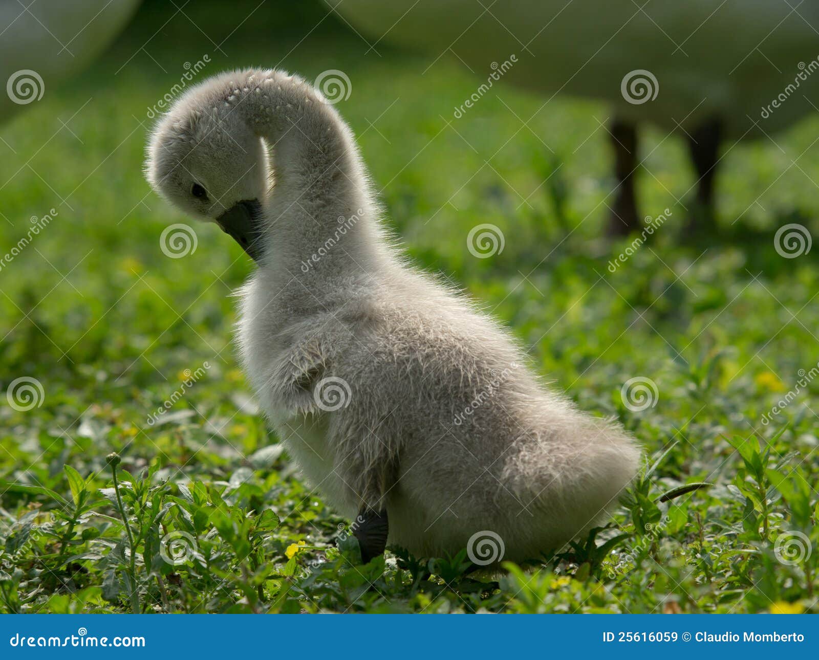 Piccolo cigno immagine stock. Immagine di nave, pulcino - 25616059