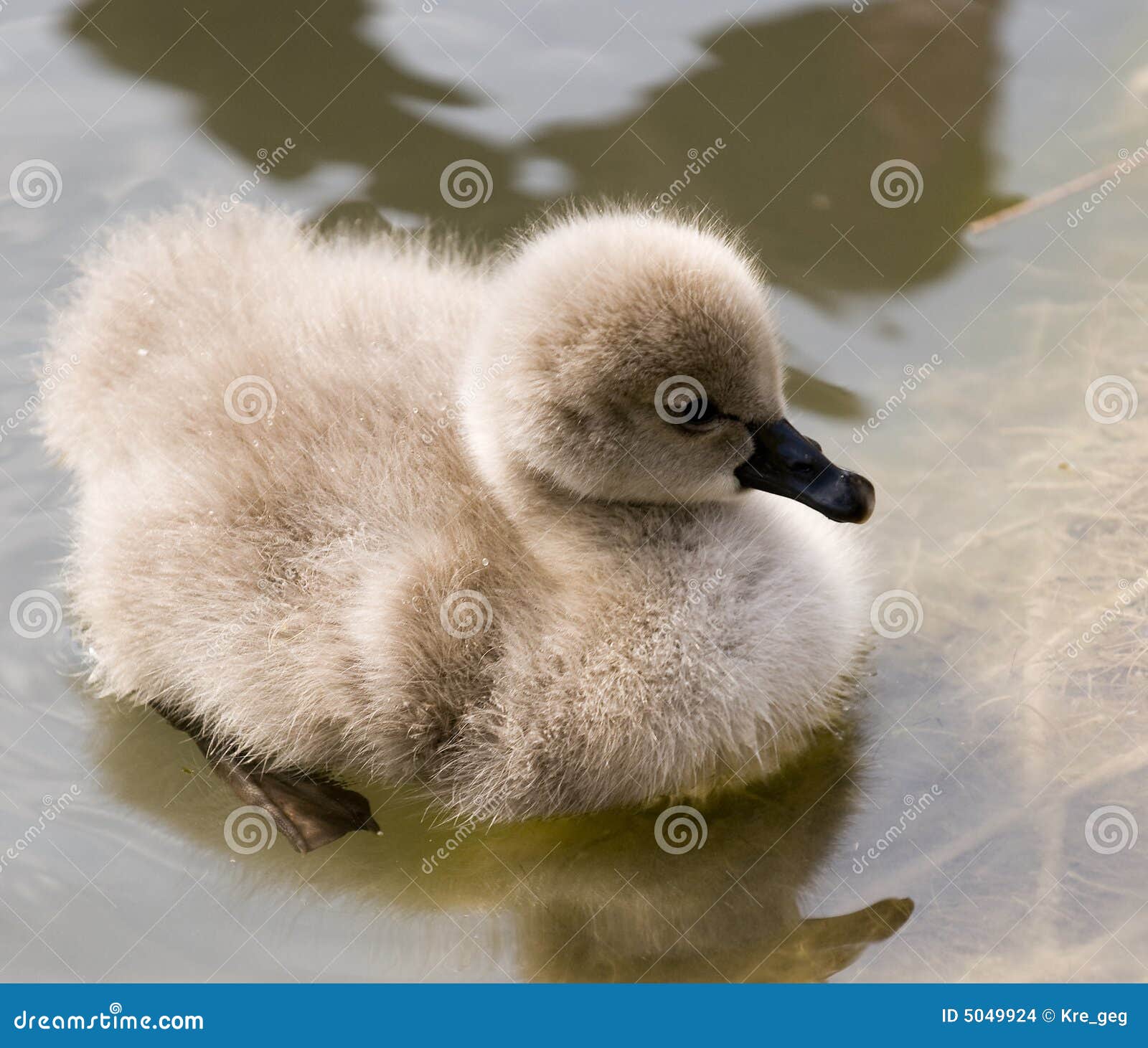 Piccolo cigno fotografia stock. Immagine di bambini, lanugine - 5049924