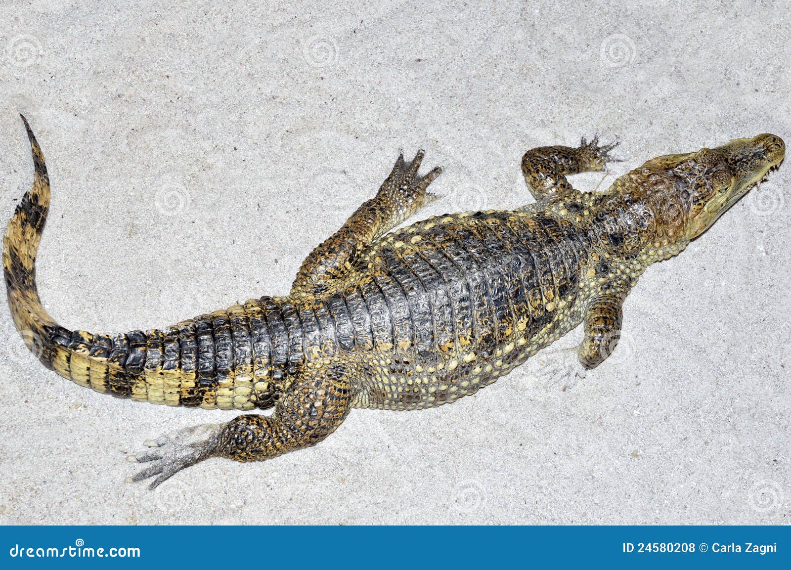 Piccolo coccodrillo fotografia stock. Immagine di ritratto - 24580208