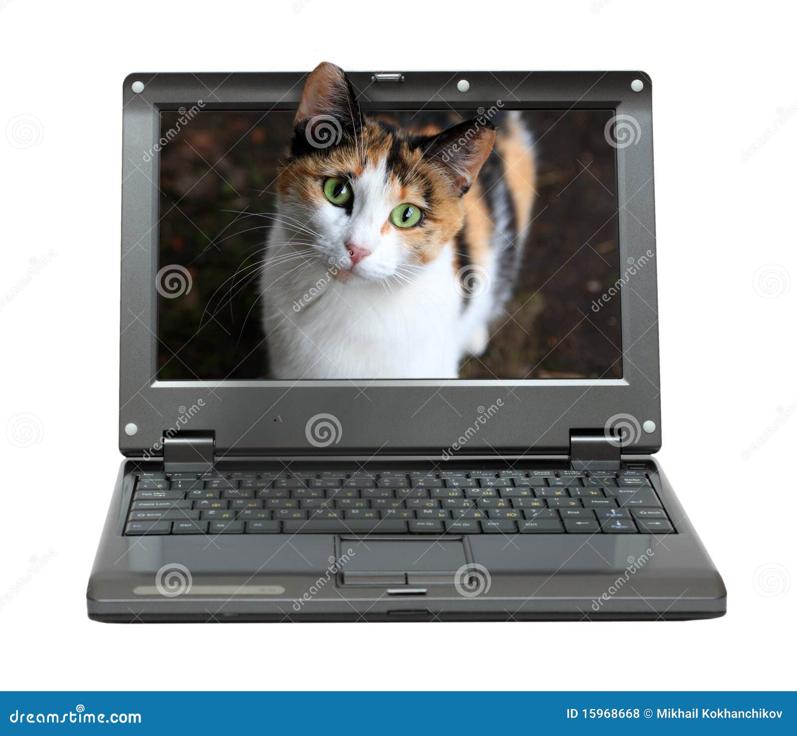 Piccolo Computer Portatile Con Il Gatto Fotografia Stock - Immagine di ...