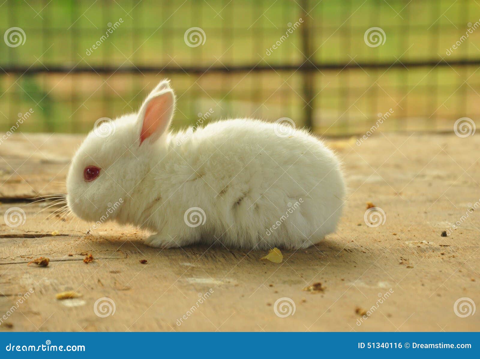 Piccolo coniglio bianco fotografia stock. Immagine di animale - 51340116