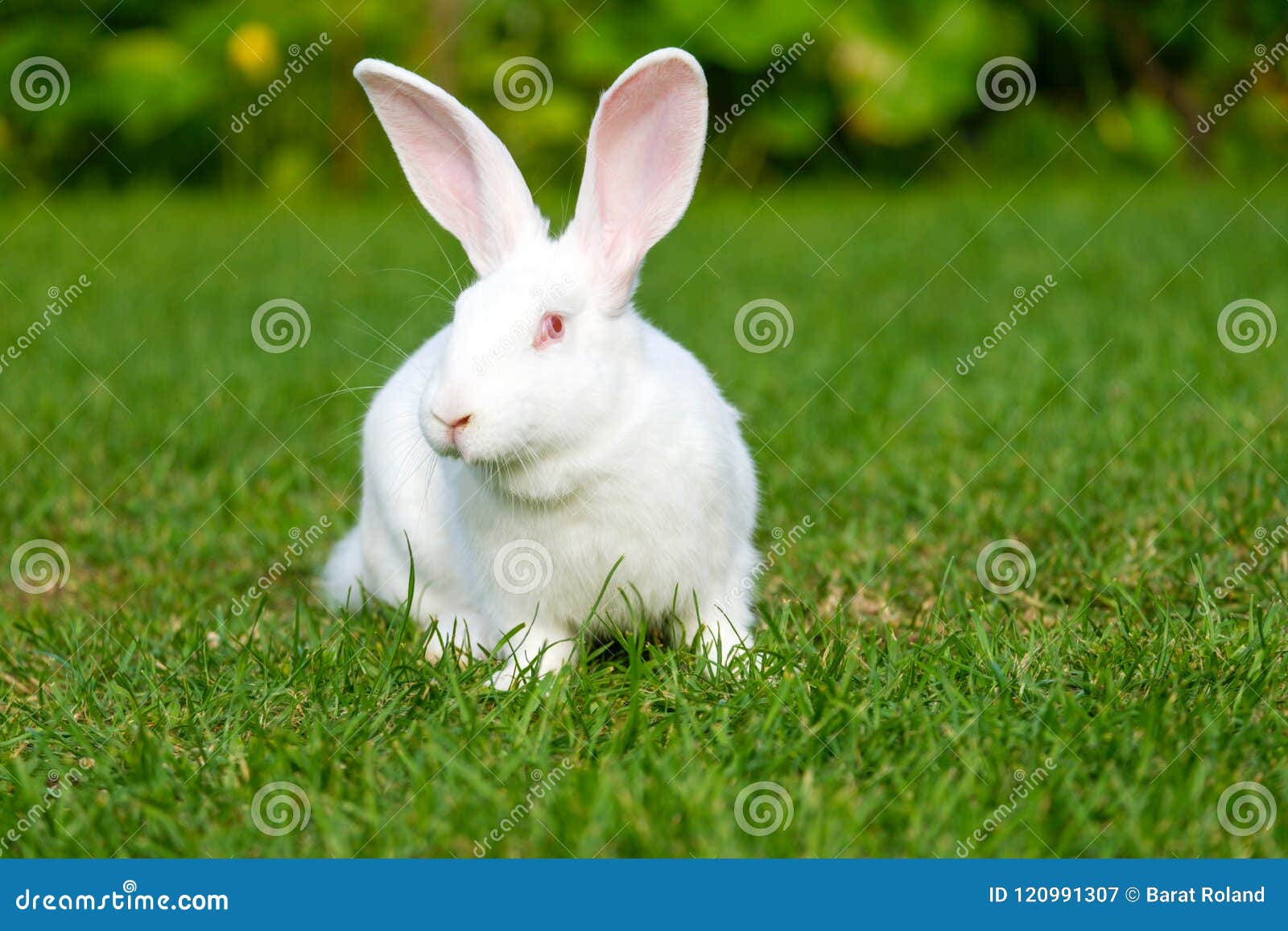 Piccolo Coniglio Bianco Calmo E Dolce Che Si Siede Sull'erba Verde ...