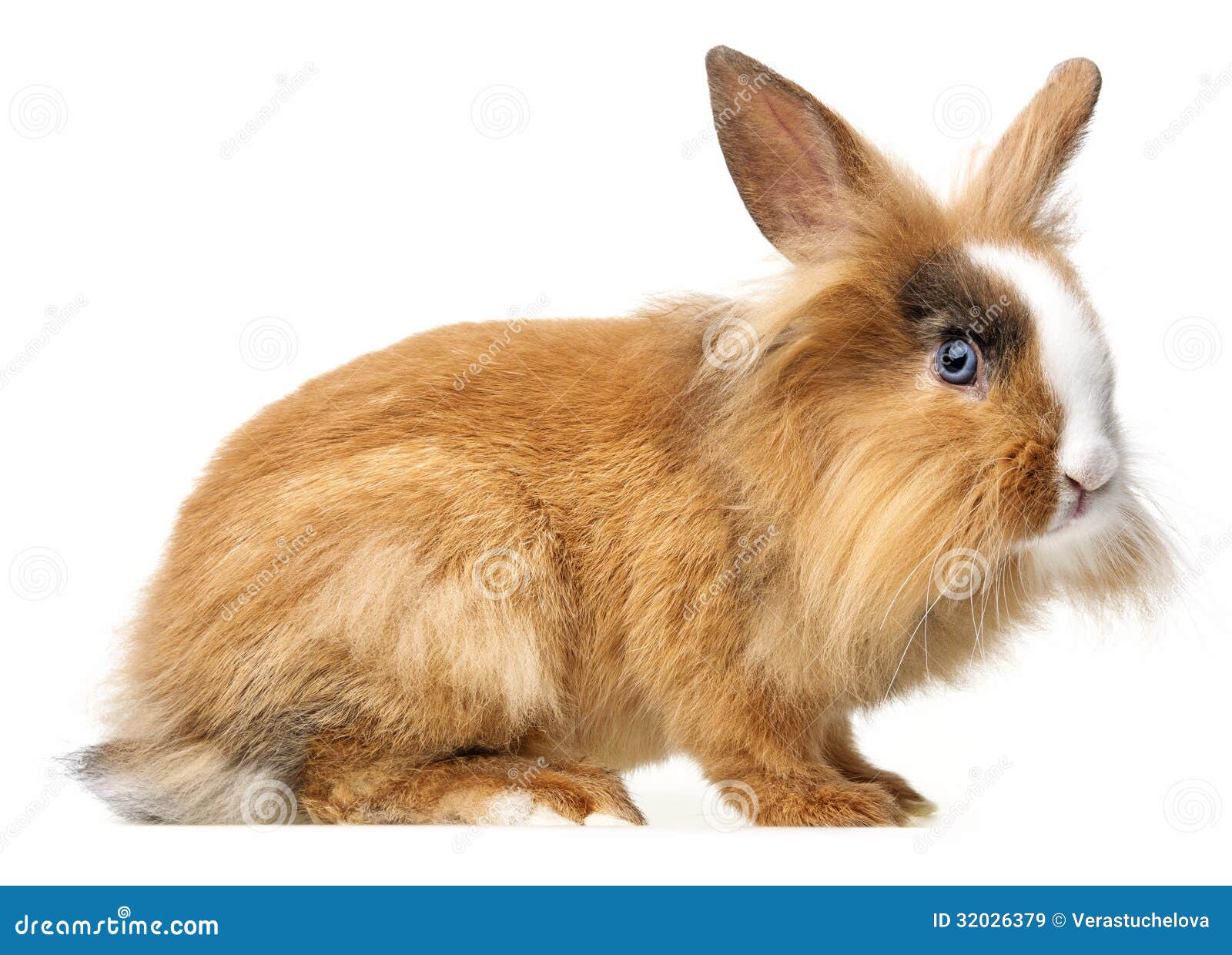 Piccolo Coniglio Marrone Dell'animale Domestico Immagine Stock ...