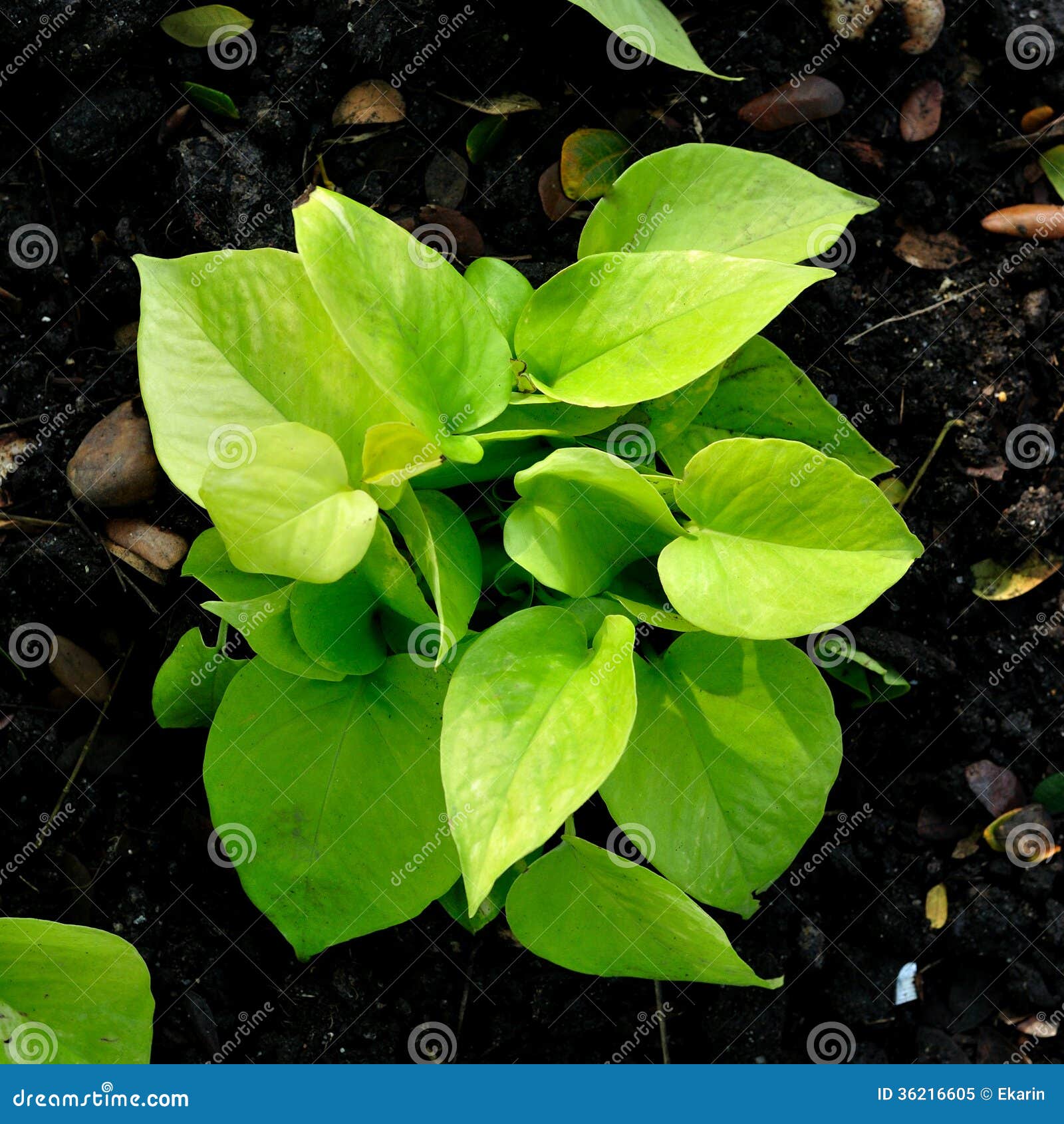 Piccolo Crescere Verde Del Cespuglio Immagine Stock - Immagine di ...