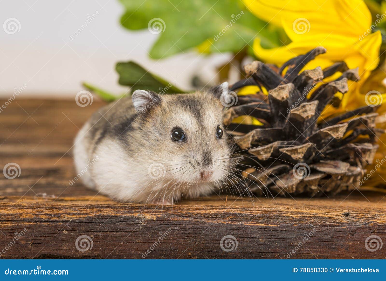Piccolo Criceto Dell'animale Domestico Fotografia Stock - Immagine di ...