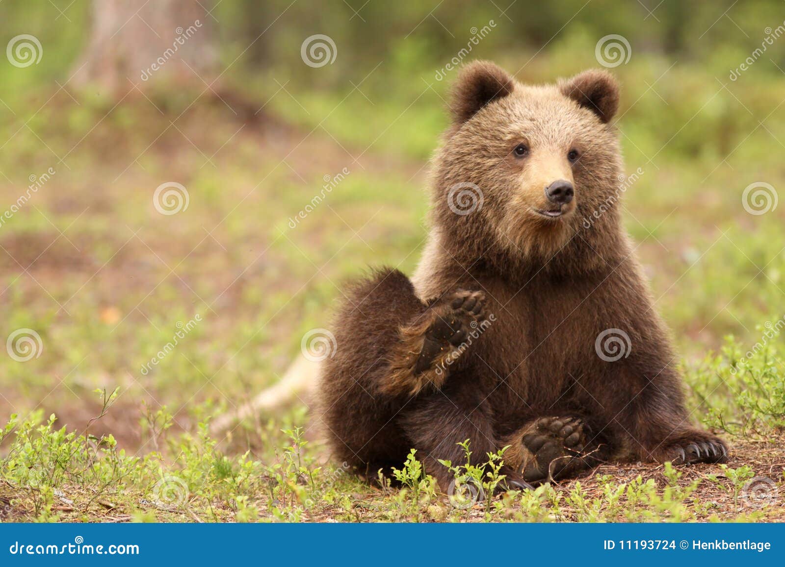 Piccolo Cub Di Orso Marrone Sveglio Fotografia Stock - Immagine di ...