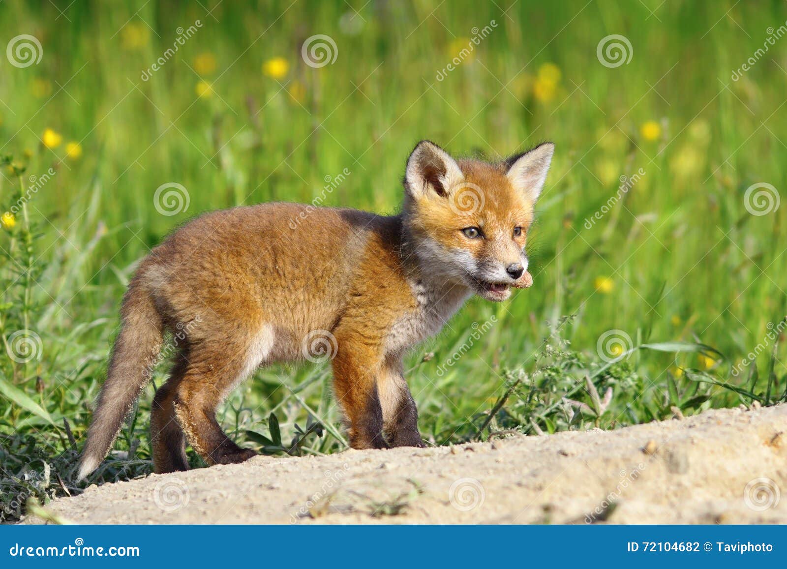 Piccolo Cucciolo Della Volpe Rossa Fotografia Stock - Immagine di ...