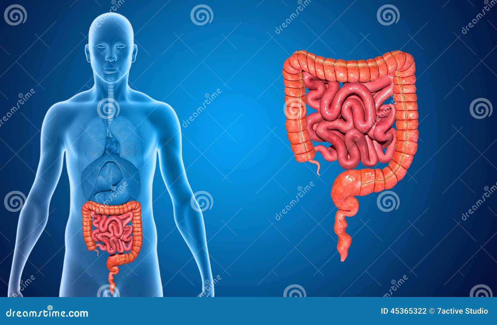 Piccolo e intestino crasso illustrazione di stock. Illustrazione di ...