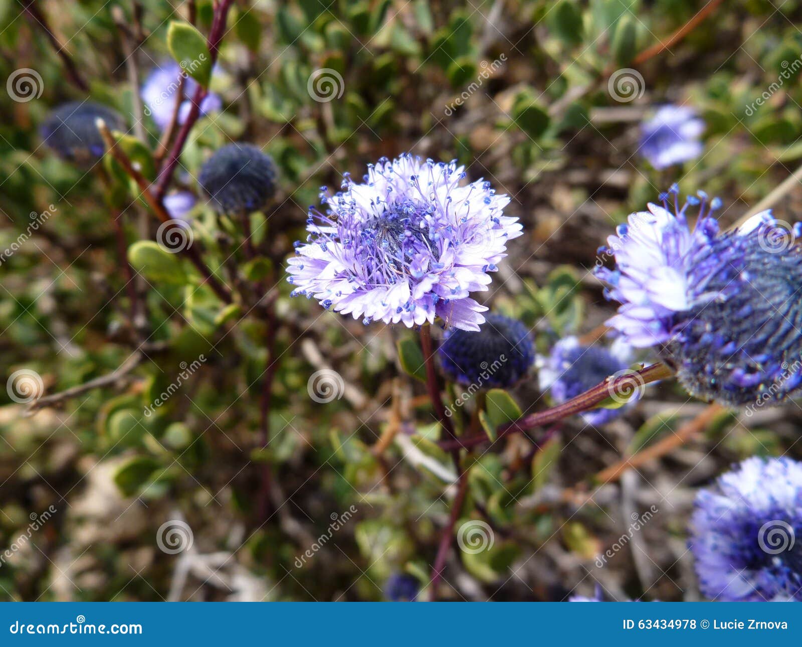 Piccolo fiore blu in fiore fotografia stock. Immagine di fiore - 63434978