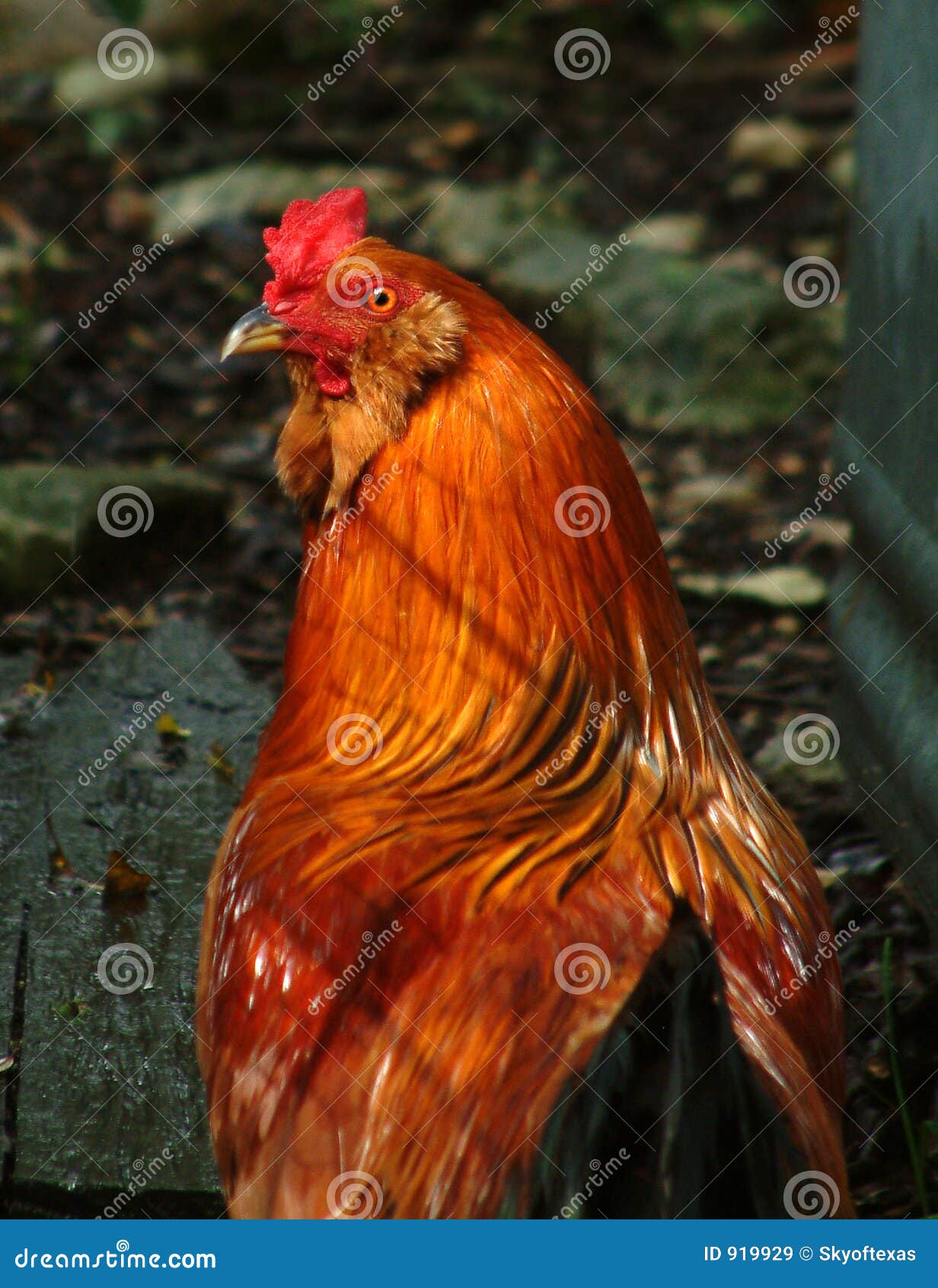 Piccolo gallo rosso immagine stock. Immagine di becco, texas - 919929