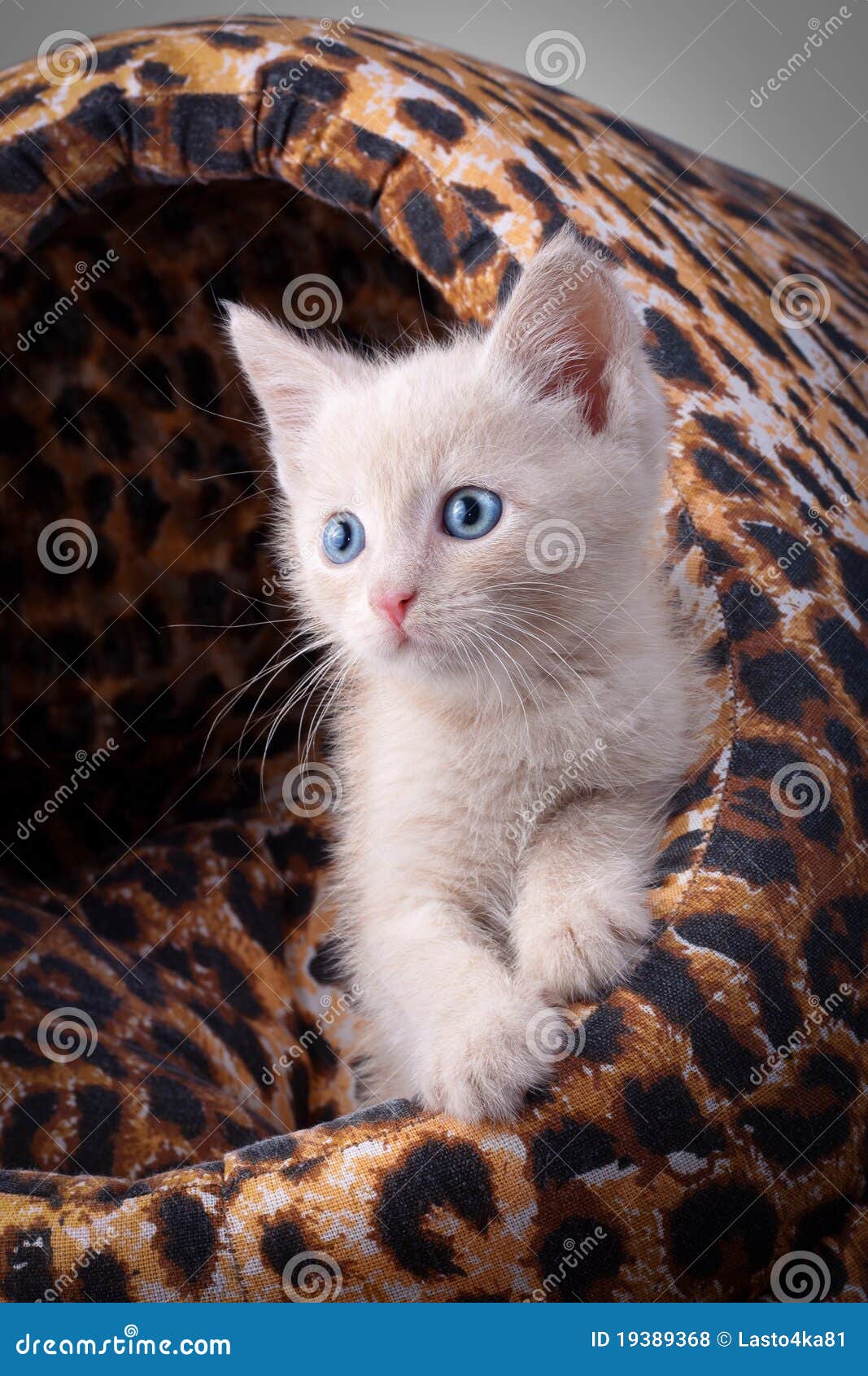 Piccolo gattino fotografia stock. Immagine di bambino - 19389368