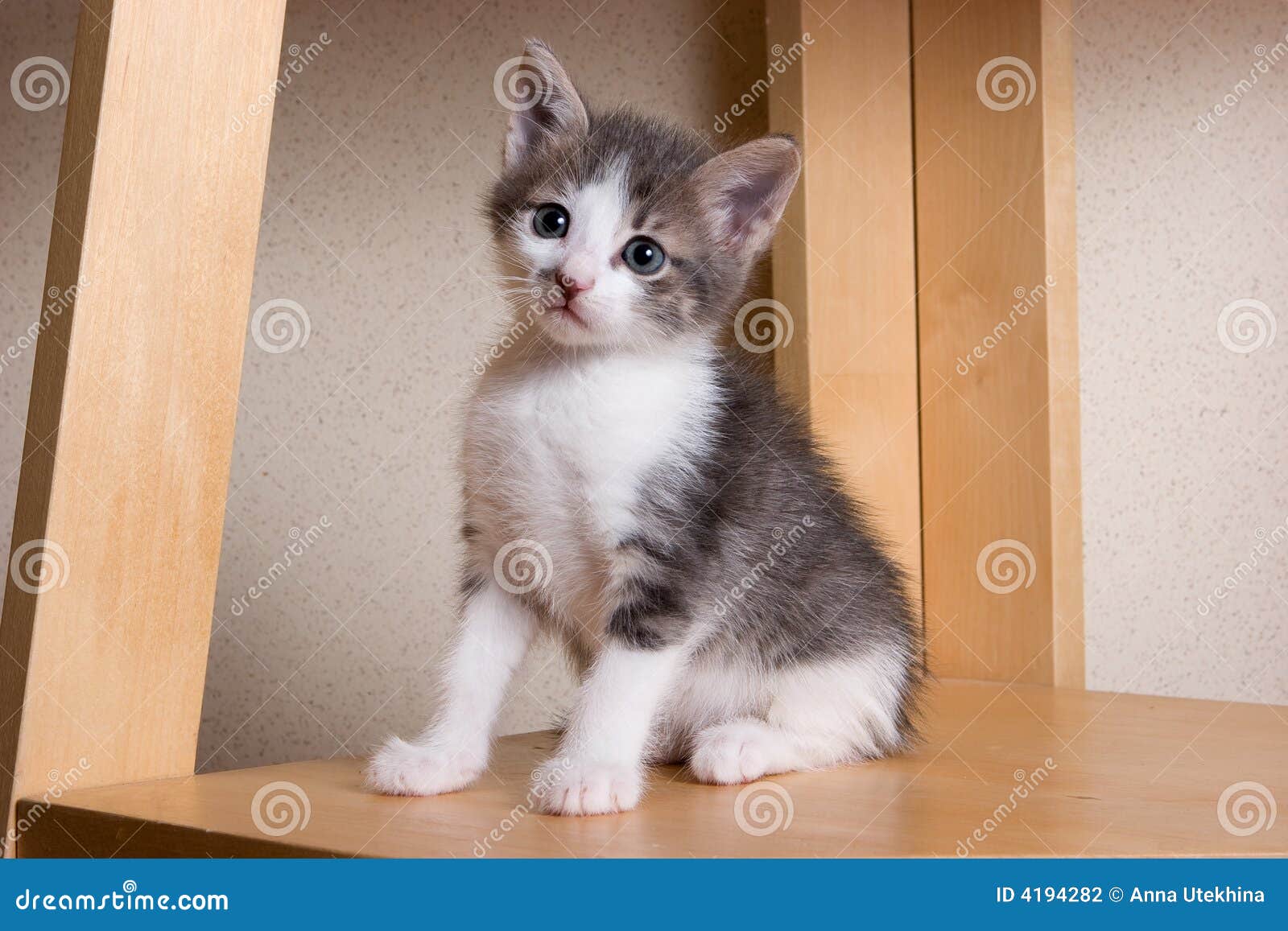 Piccolo gattino fotografia stock. Immagine di carino, carnivoro - 4194282