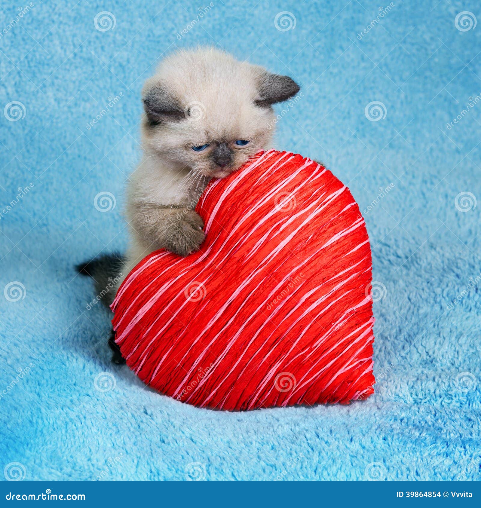 Piccolo Gattino Che Tiene Cuore Rosso Fotografia Stock - Immagine di ...