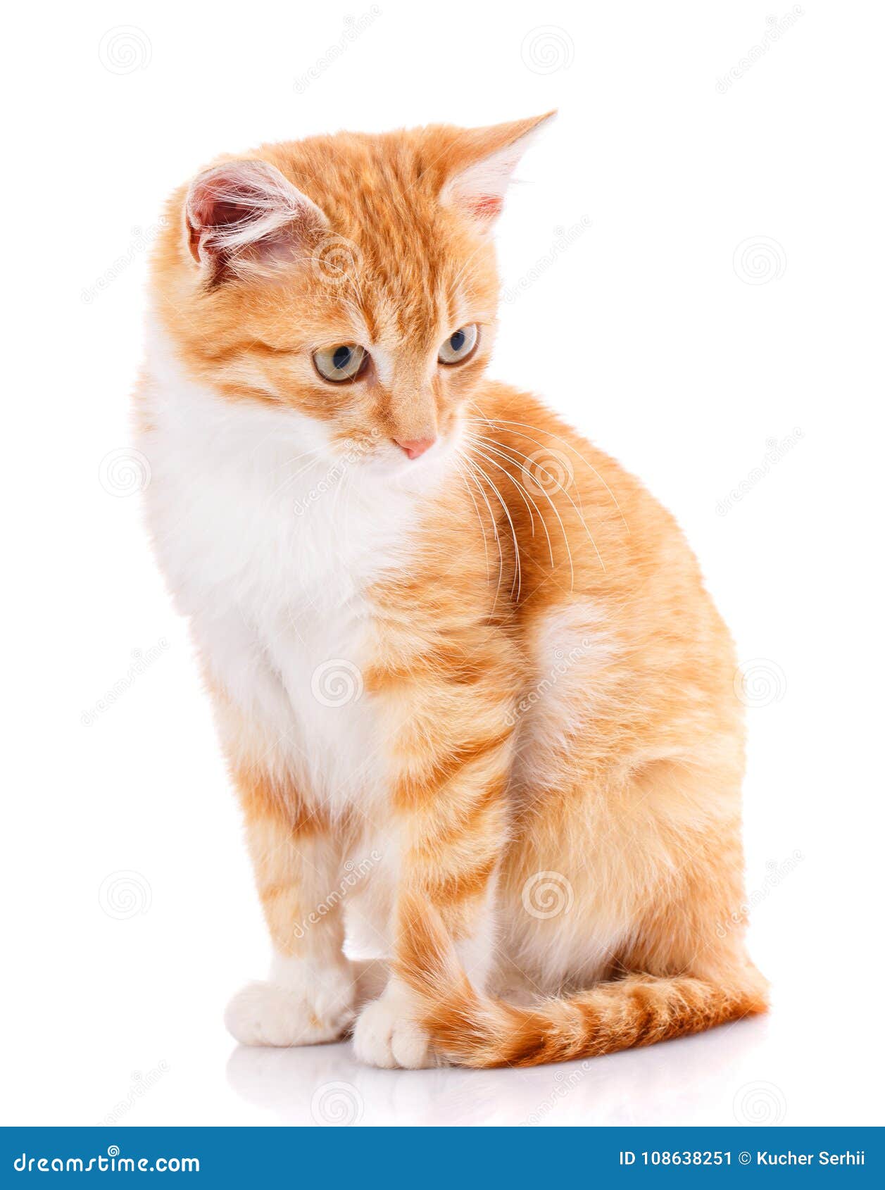 Piccolo Gattino Rosso Su Un Bianco Immagine Stock - Immagine di gatto ...