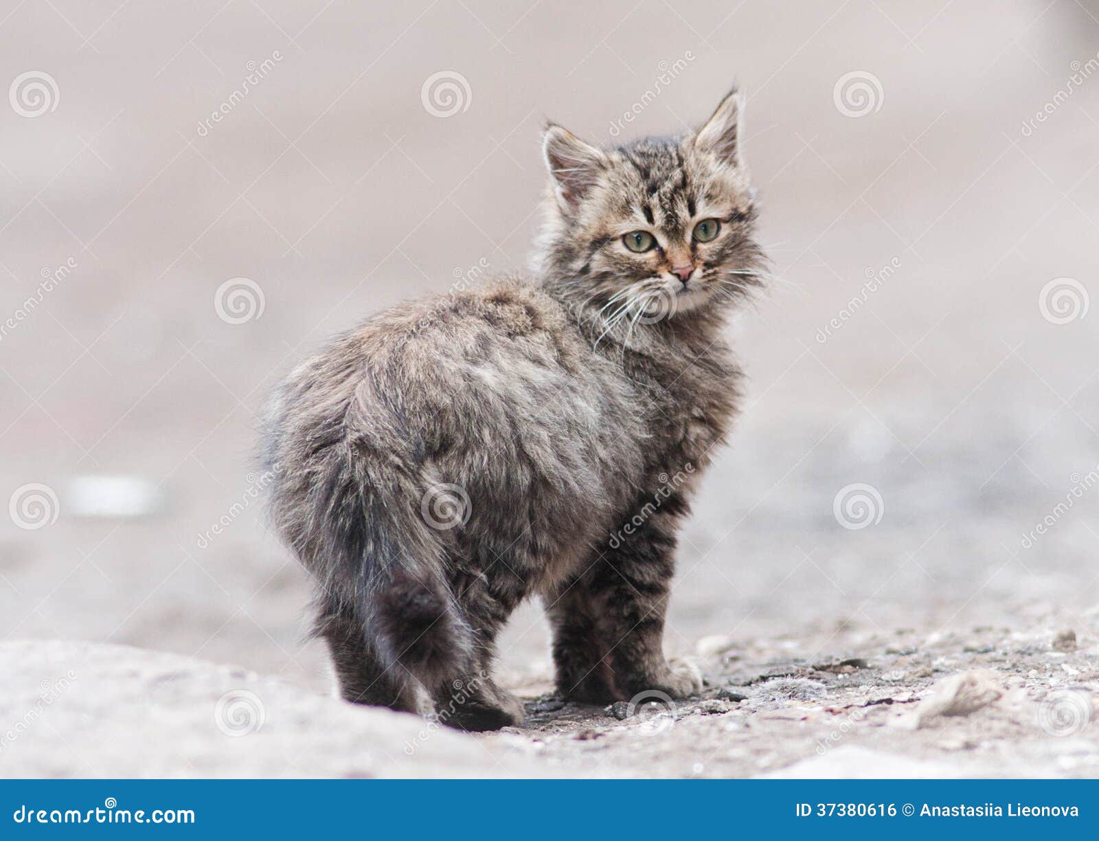 Piccolo gatto fotografia stock. Immagine di nave, esterno - 37380616