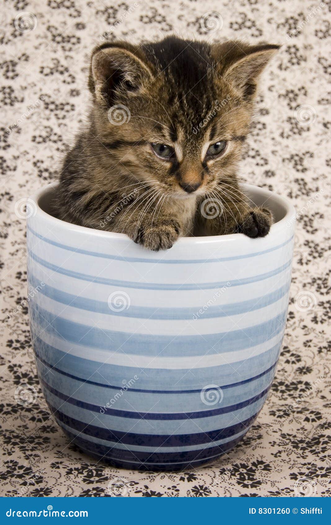 Piccolo gatto fotografia stock. Immagine di carino, branca - 8301260