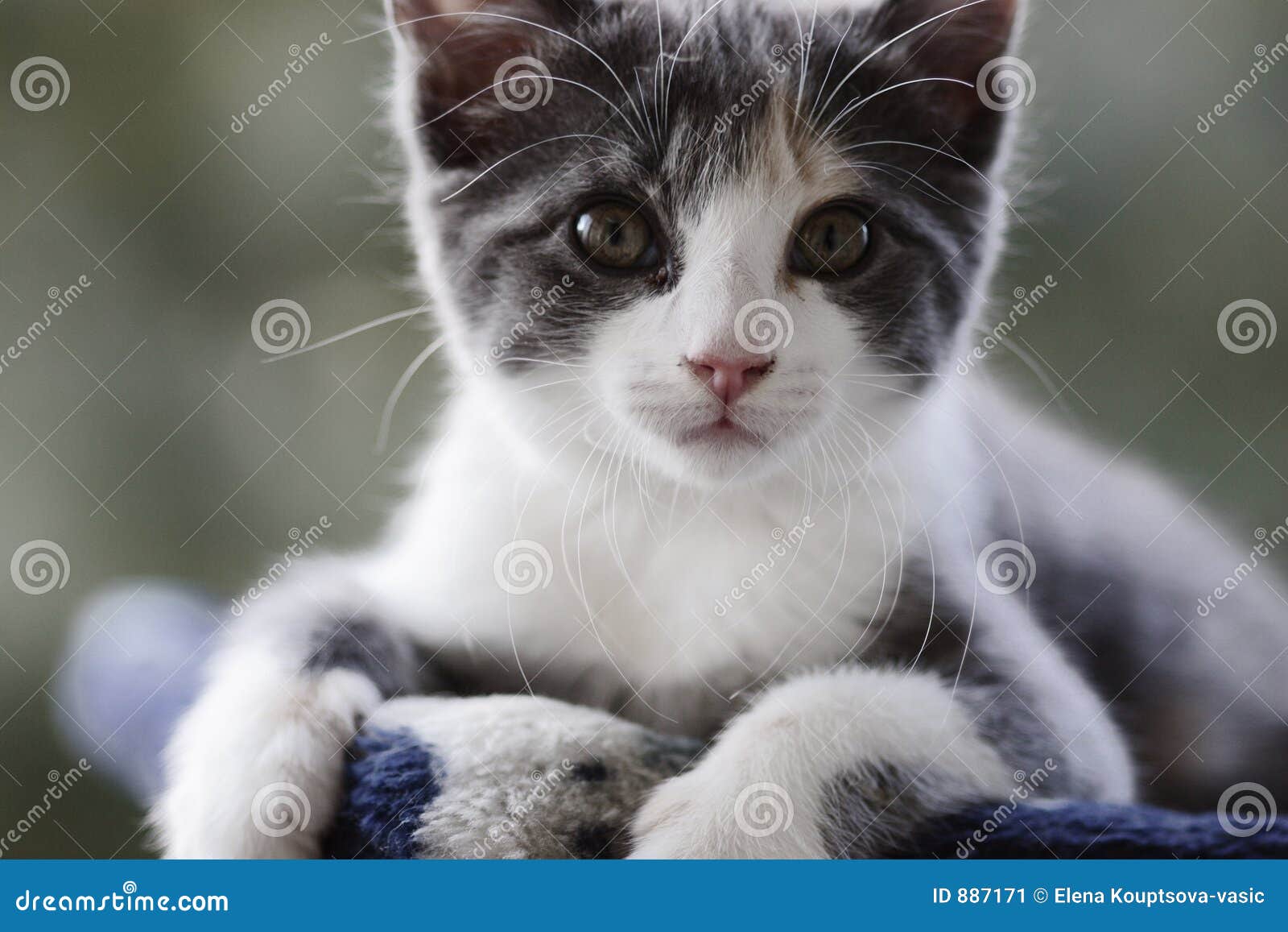 Piccolo Gatto Immagine. Immagine: 887171