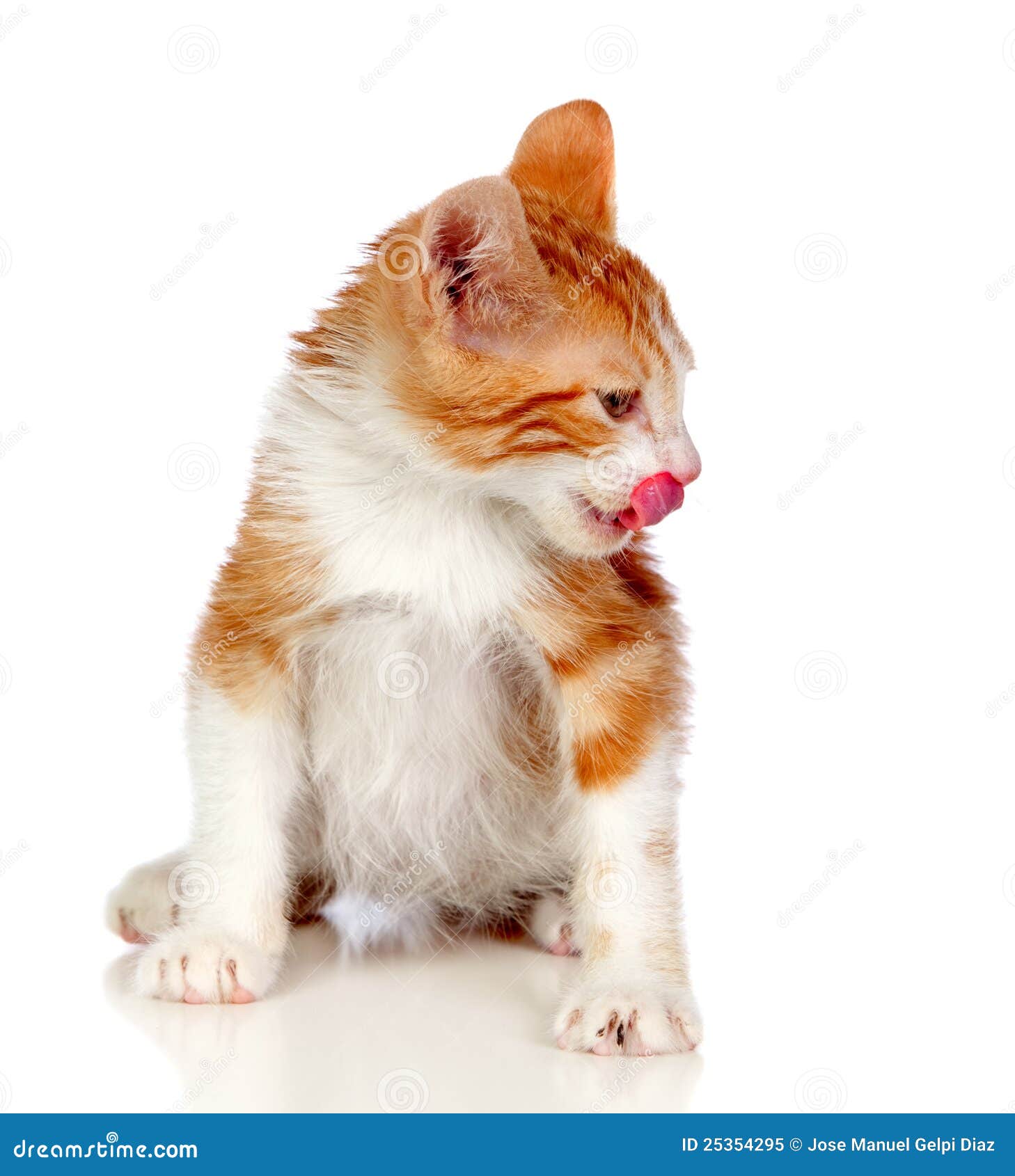 Piccolo gatto adorabile immagine stock. Immagine di nazionale - 25354295