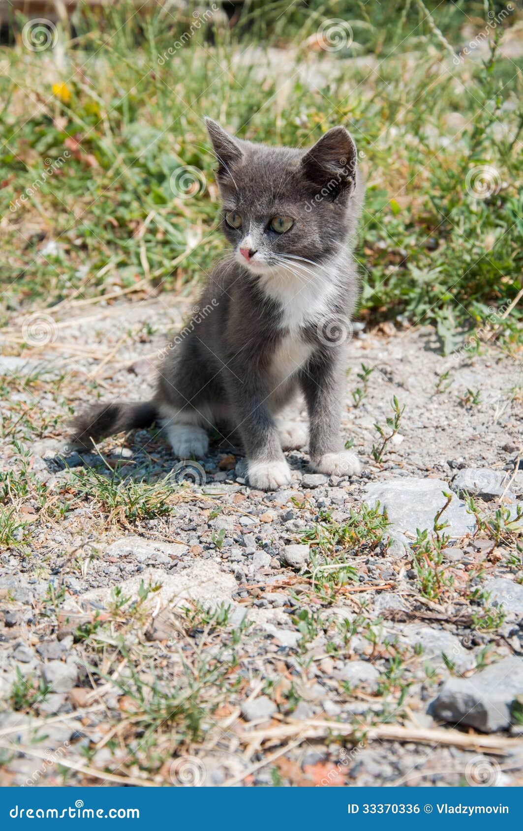 Piccolo Gatto Bianco-grigio Fotografia Stock - Immagine di occhi ...