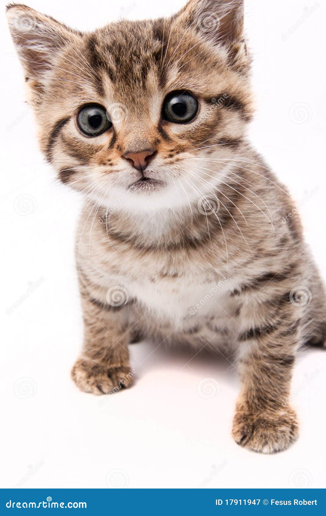 Piccolo gatto grigio immagine stock. Immagine di bello - 17911947