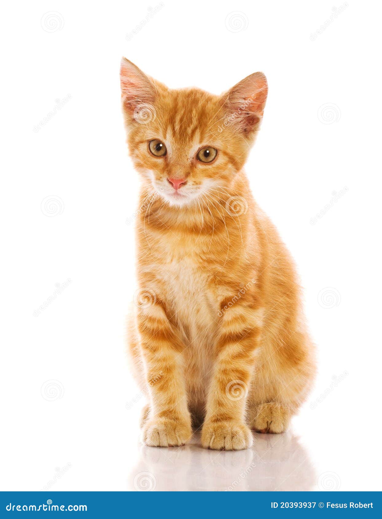 Piccolo gatto rosso immagine stock. Immagine di zampa - 20393937