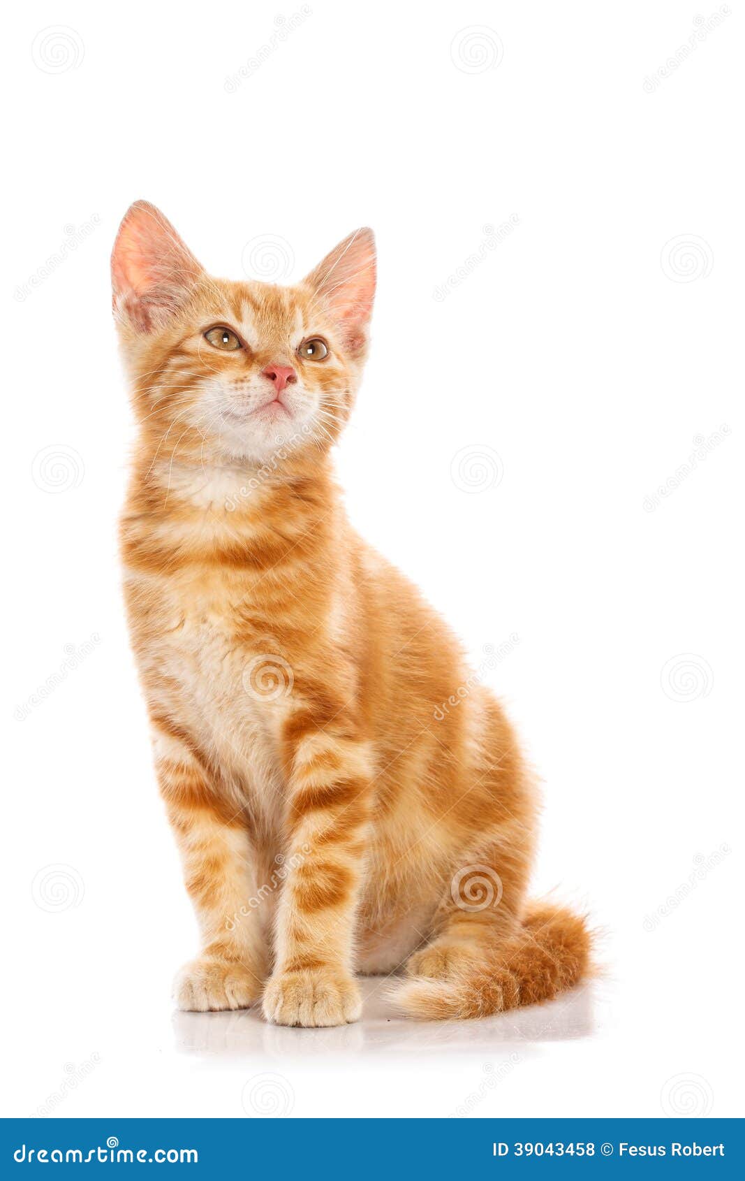 Piccolo gatto rosso fotografia stock. Immagine di nazionale - 39043458