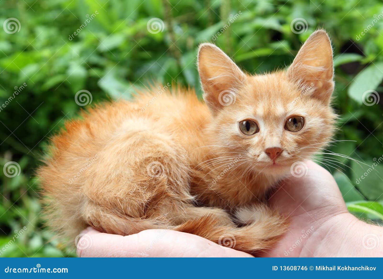 Piccolo Gatto Rosso in Mani Fotografia Stock - Immagine di animali ...