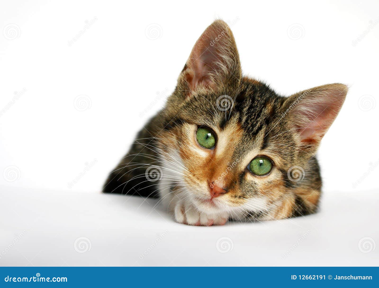 Piccolo gatto triste immagine stock. Immagine di isolato - 12662191